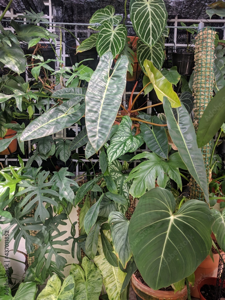Variety of aroid plants with interesting shapes and colors Stock Photo ...