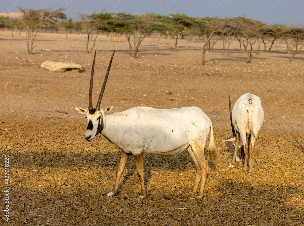 Arabian Oryx Antelope at a wildlife conservation park in Abu Dhabi ...