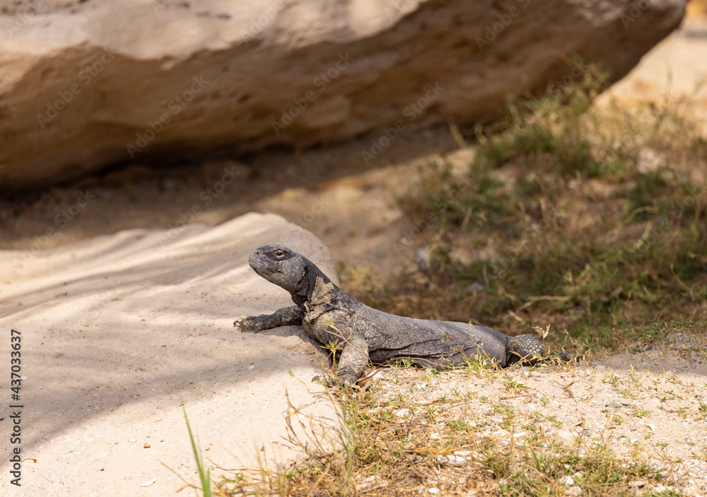 Uromastyx lizard, also known as a Dabb lizard, sun bathing in a ...