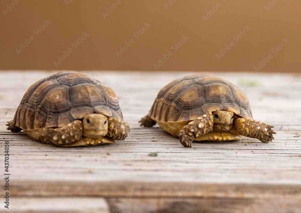Egyptian tortoise in a wildlife conservation park, Abu Dhabi, United ...