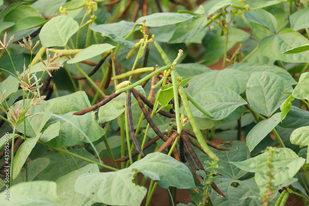 green Mung bean crop close up in agriculture field,Green Gram Crop in ...