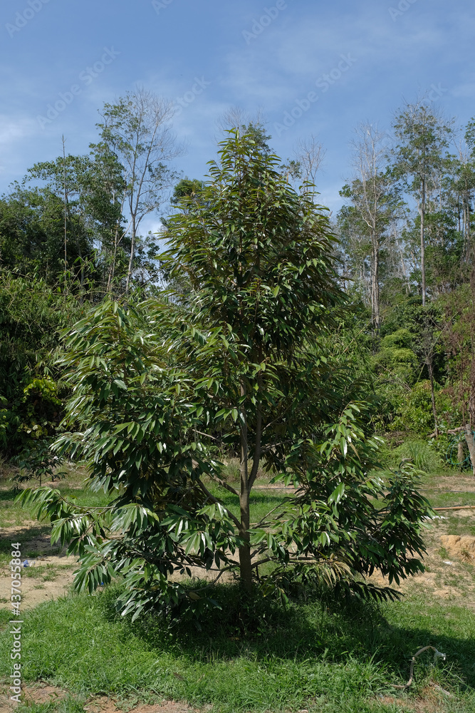 2 years old Musang king durian tree in Malaysia Stock Photo | Adobe Stock
