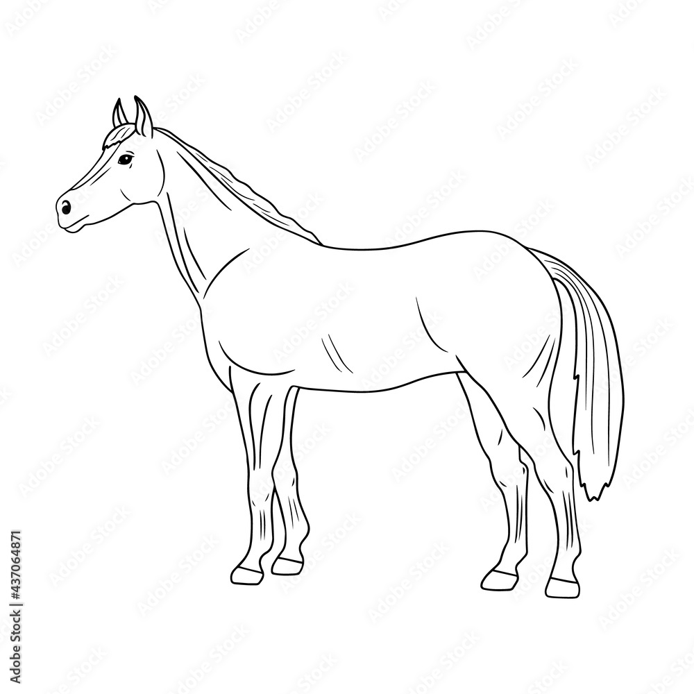 Outline vector standing Horse. Series of Livestock, Farm Animals. Hand ...