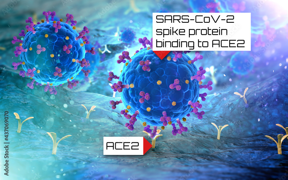 SARS-CoV-2 viruses binding to ACE-2 receptors on a human cell, the initial stage of COVID-19 ...