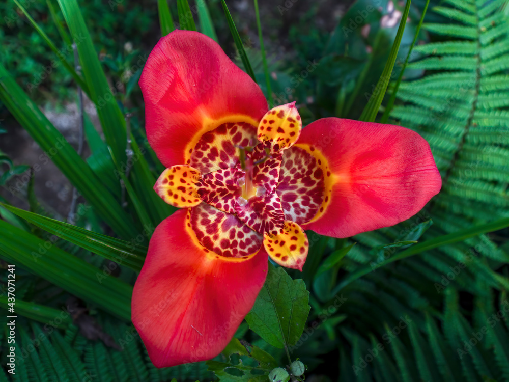 Close-up photography of an exotic tiger flower. Captured in a garden ...