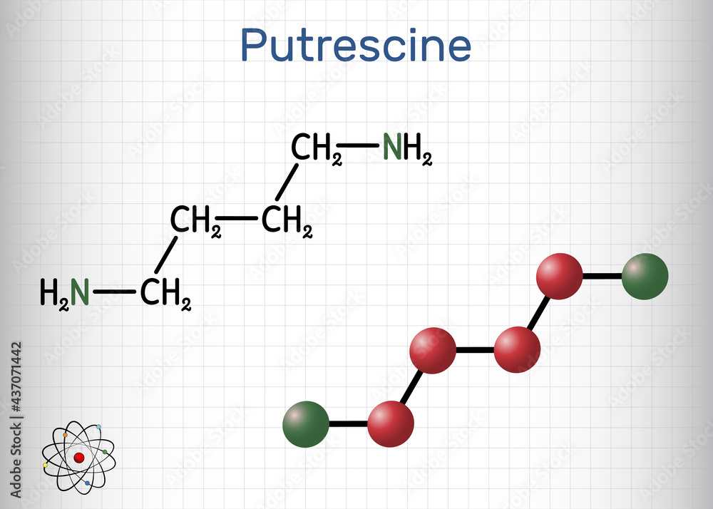 Putrescine molecule. It is toxic diamine, it belongs to the group of ...
