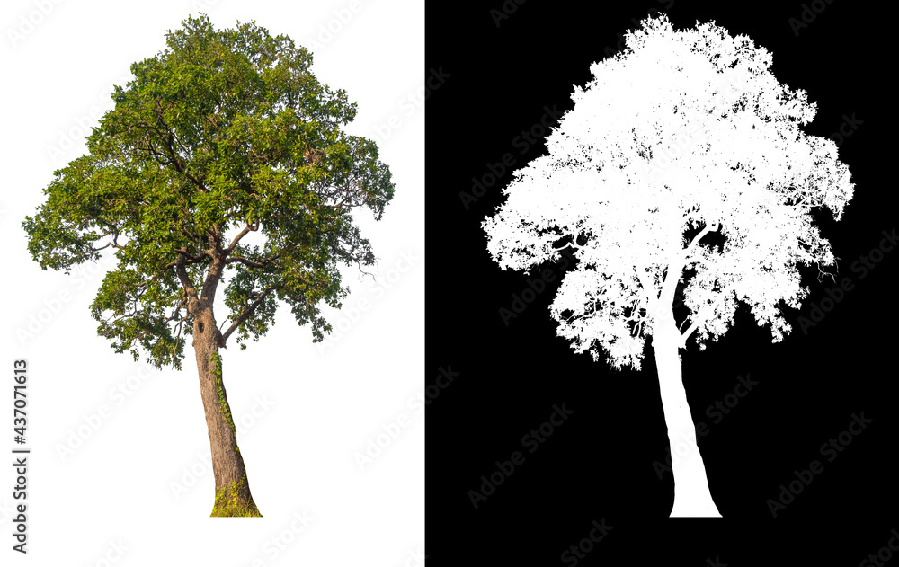 Green tree isolated on white background with post cut out original ...