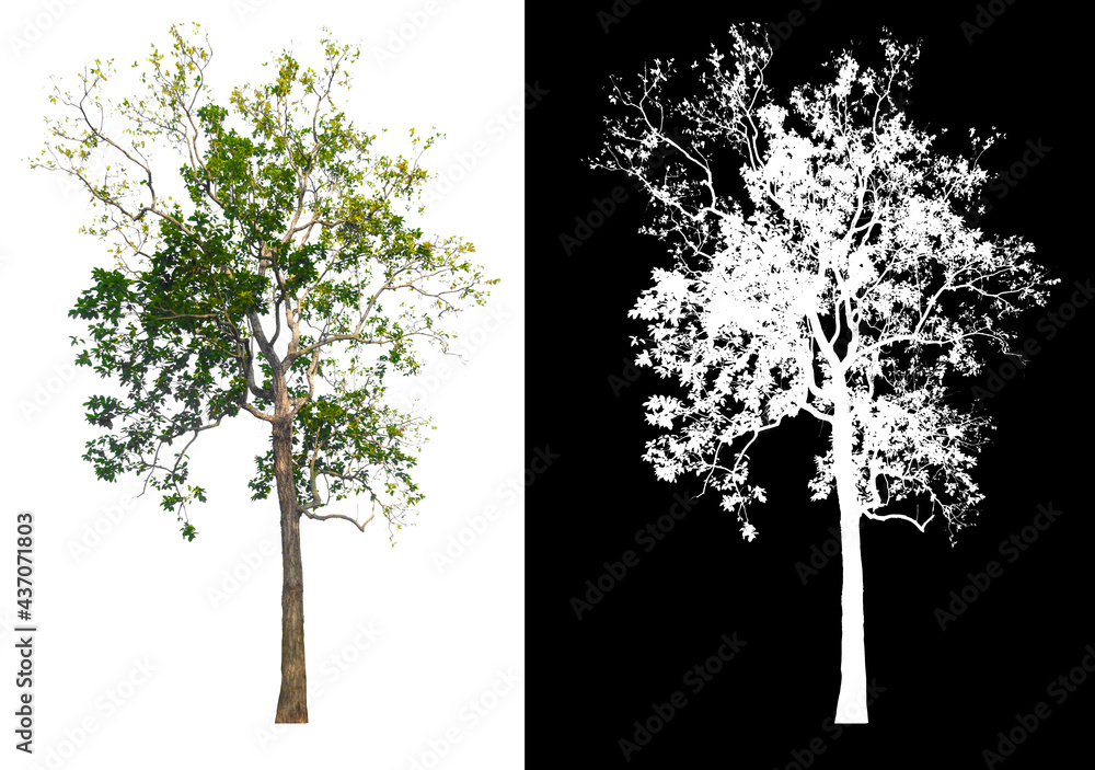 Green tree isolated on white background with post cut out original ...