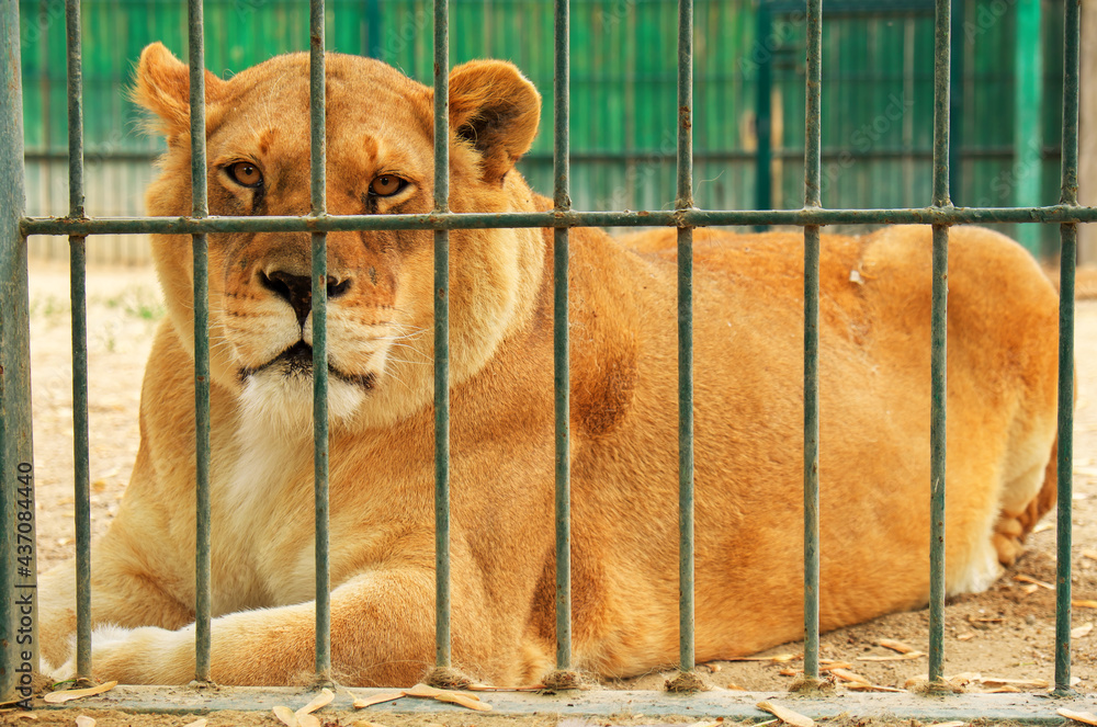 Lioness lies in the cage of zoo. Stock Photo | Adobe Stock
