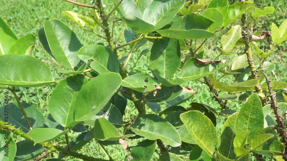 Erythrina variegata with a natural background. Also called dadap ...
