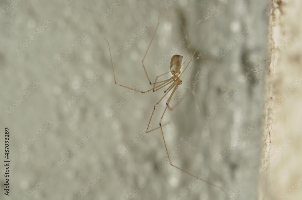 Profile of spider daddy long legs in cellar. Light brown transparent ...