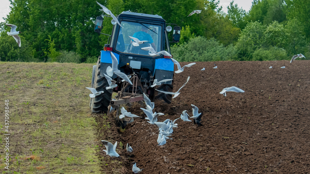 seagulls fly over a blue tractor that plows the land for sowing crops ...