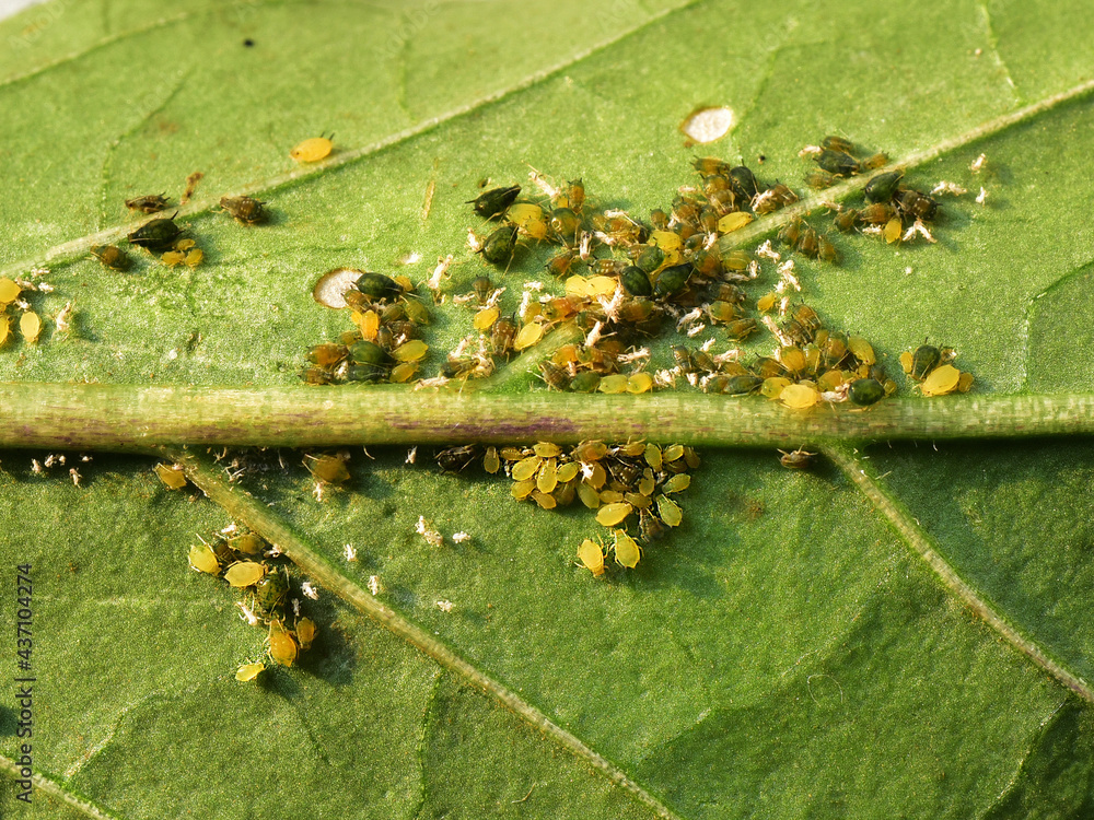 Bean leaf infested with aphids - Aphis craccivora - of different sages ...