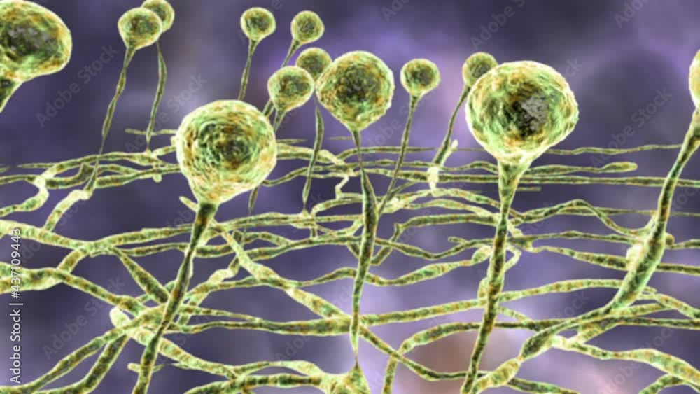 Mucor mold, black fungus, yellow fungus, 3D animation. Opportunistic ...