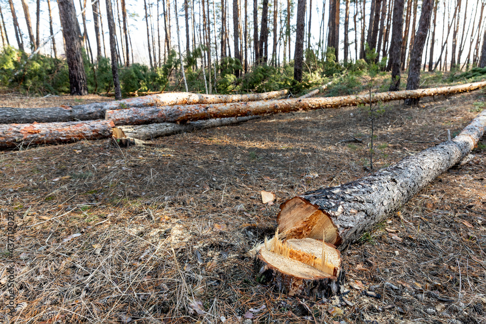 Felling big coniferous pine tree logs at forest landscape. Industrial ...
