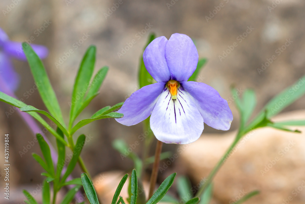 A purple Crow's Foot Violet, Viola pedata, close up with a soft focus ...
