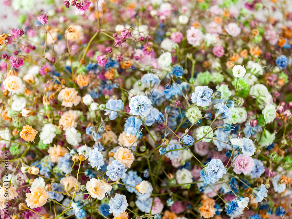 kachim creeping, or gypsophila creeping, gypsophila repens a perennial ...