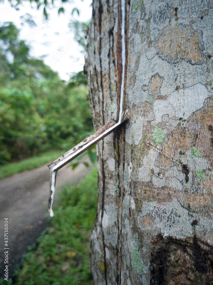 Latex flows on the tin sprout from the incision made on the bark of the ...