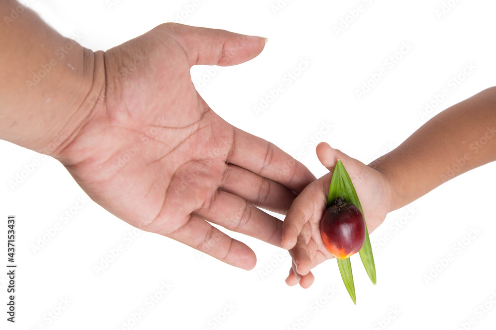 Hand holding palm oil fruits on isolated white background. Stock Photo ...