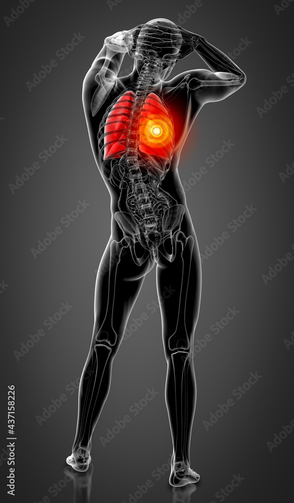 Human respiratory system in x-ray - lungs back view Stock Illustration ...