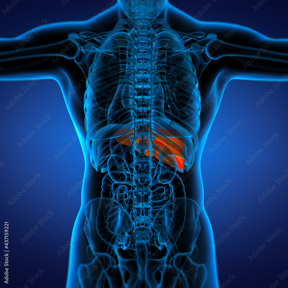 Anatomy of human liver in x-ray view - back view Stock Illustration ...