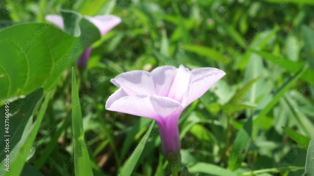 Ipomoea aquatica (water spinach, river spinach, water morning glory ...
