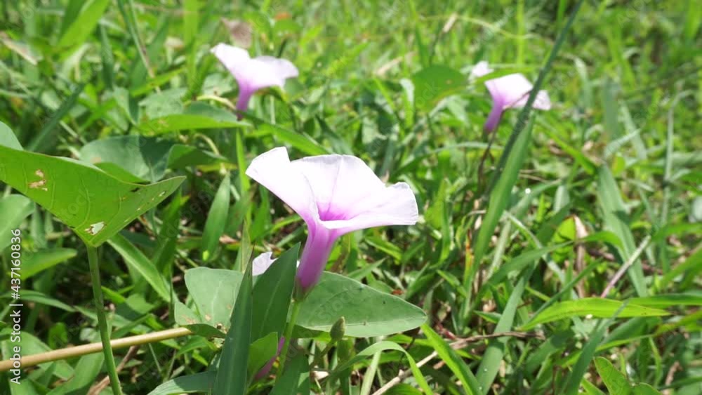 Ipomoea aquatica (water spinach, river spinach, water morning glory ...