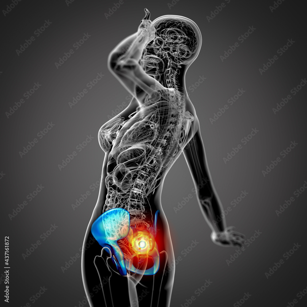 3D medical illustration of the pelvis bone Stock Illustration | Adobe Stock