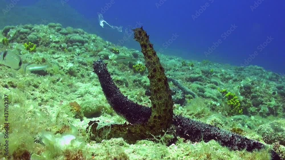 Sea Cucumber Reproduction