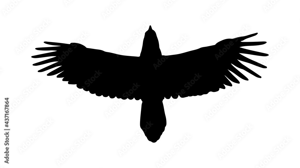 vector black silhouette of crow on the white background, silhouette of ...