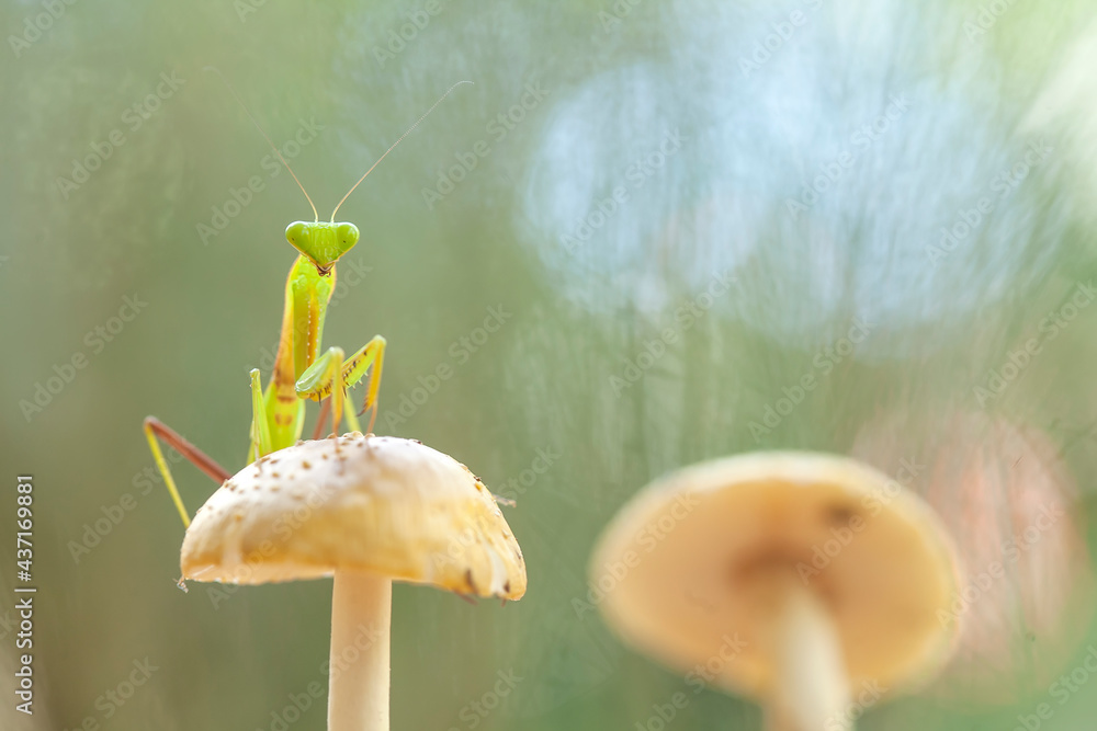 Praying Mantis with Beautiful Pose Stock Photo | Adobe Stock