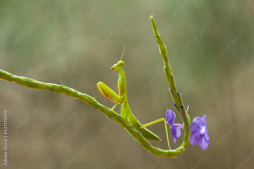 Praying Mantis with Beautiful Pose Stock Photo | Adobe Stock