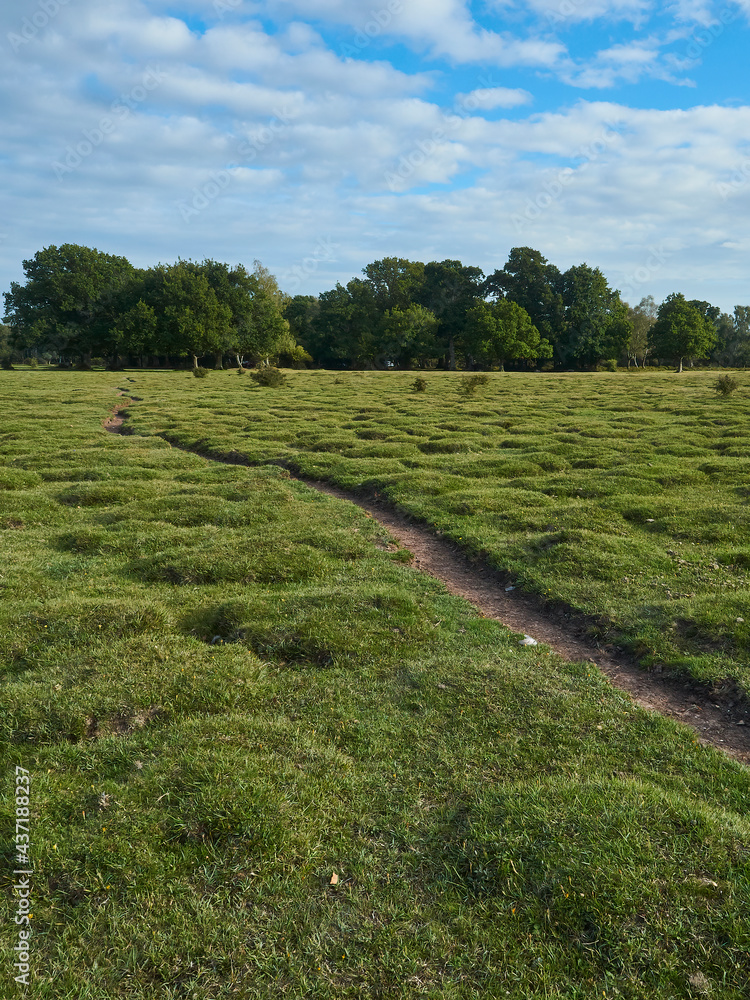 A tussock spotted field with a stand of mature, well-established trees ...