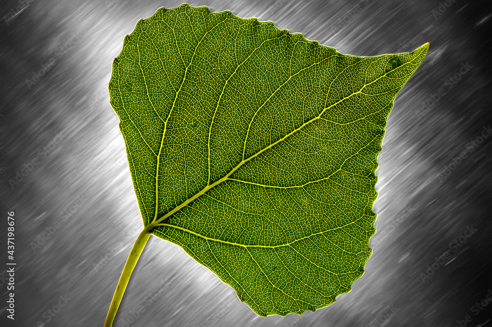 Poplar leaf. A leaf of a tree for the enlightenment. The structure of ...