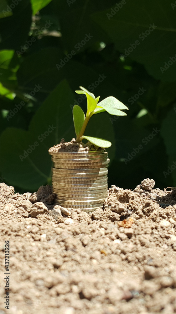 Growing Money - Plant On Coins - Finance And Investment Concept. Plants ...