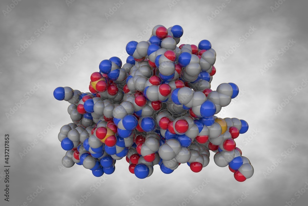 Space-filling molecular model of human interleukin-4. Scientific ...