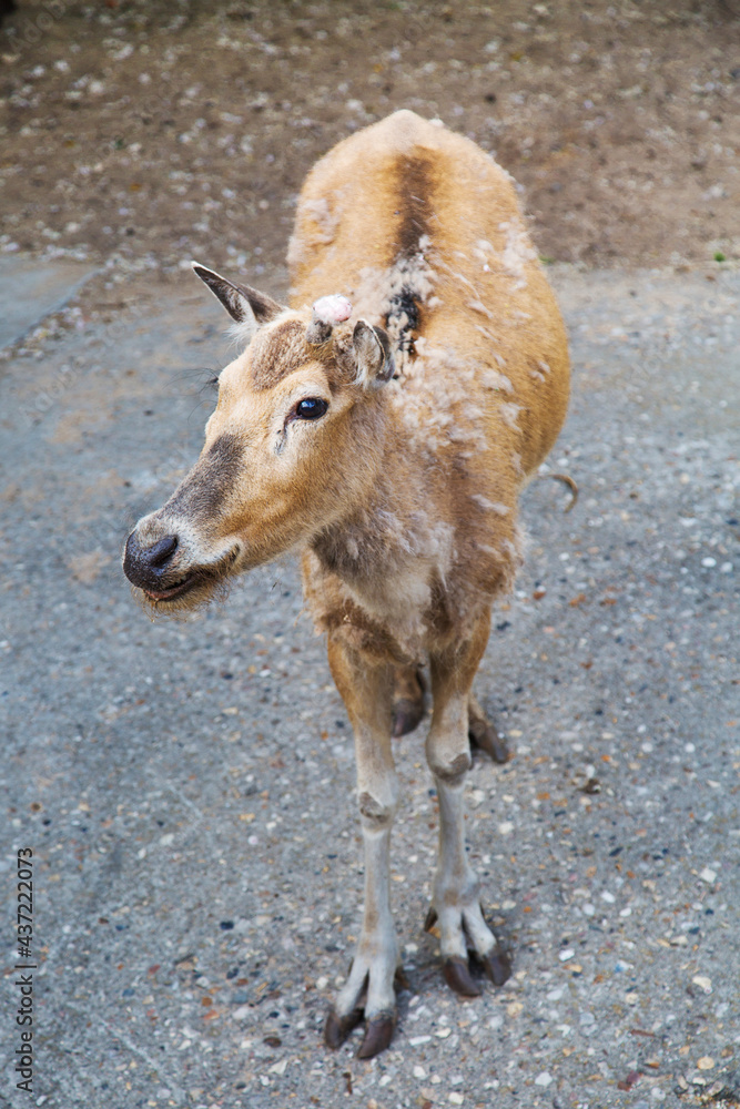 The Stag of David (lat. Elaphurus davidianus) is brown in color ...