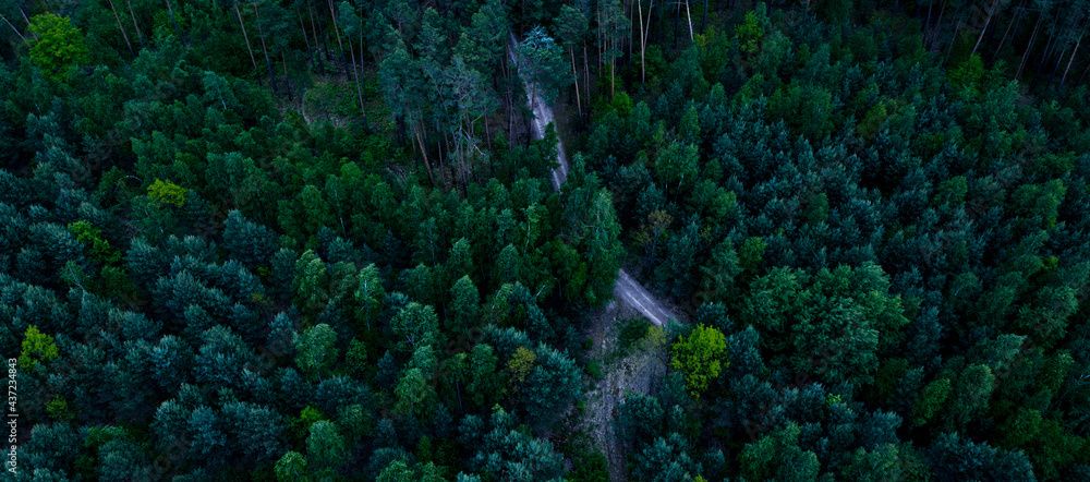 Dark gloomy forest aerial photography, top view. Dark forest, night ...