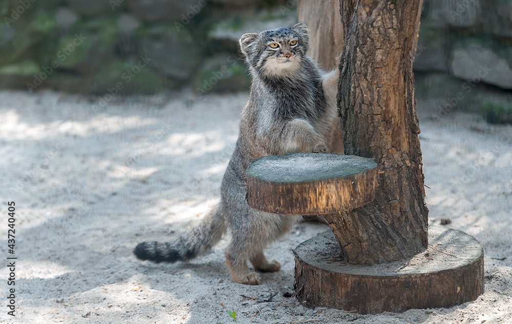 Pallas's cat (Otocolobus manul). Manul is living in the grasslands and ...