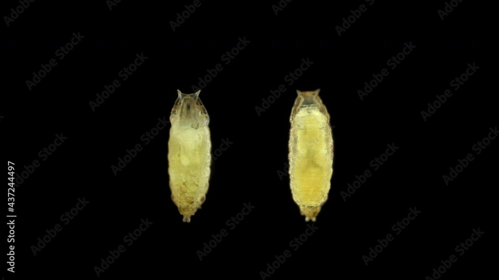 Pupa of fruit fly Drosophila melanogaster under a microscope, order ...