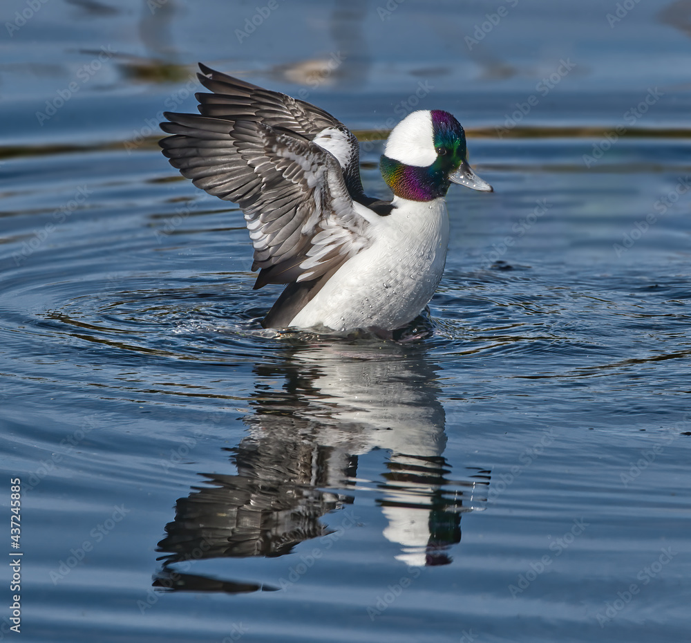 Foto de Bucephalus alveolar (bufflehead drake duck) spreading wings and ...