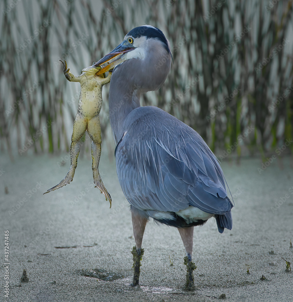 great blue heron (Ardea herodias) with large American bullfrog ...
