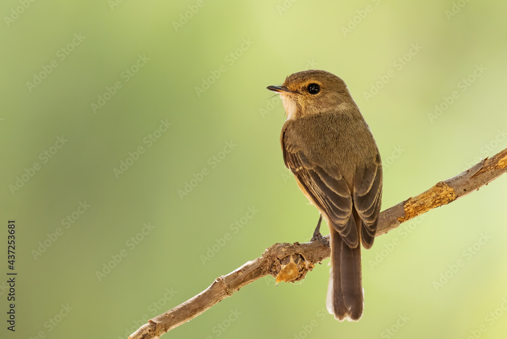 Dusky-brown Flycatcher - Muscicapa adusta, beautiful small brown ...