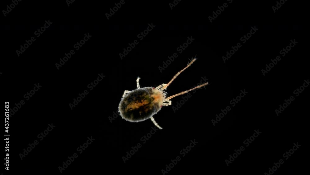 Clover mite Genus Bryobia under a microscope, family Tetranychidae. It ...