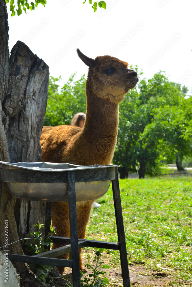 Cute Animals Drinking Water