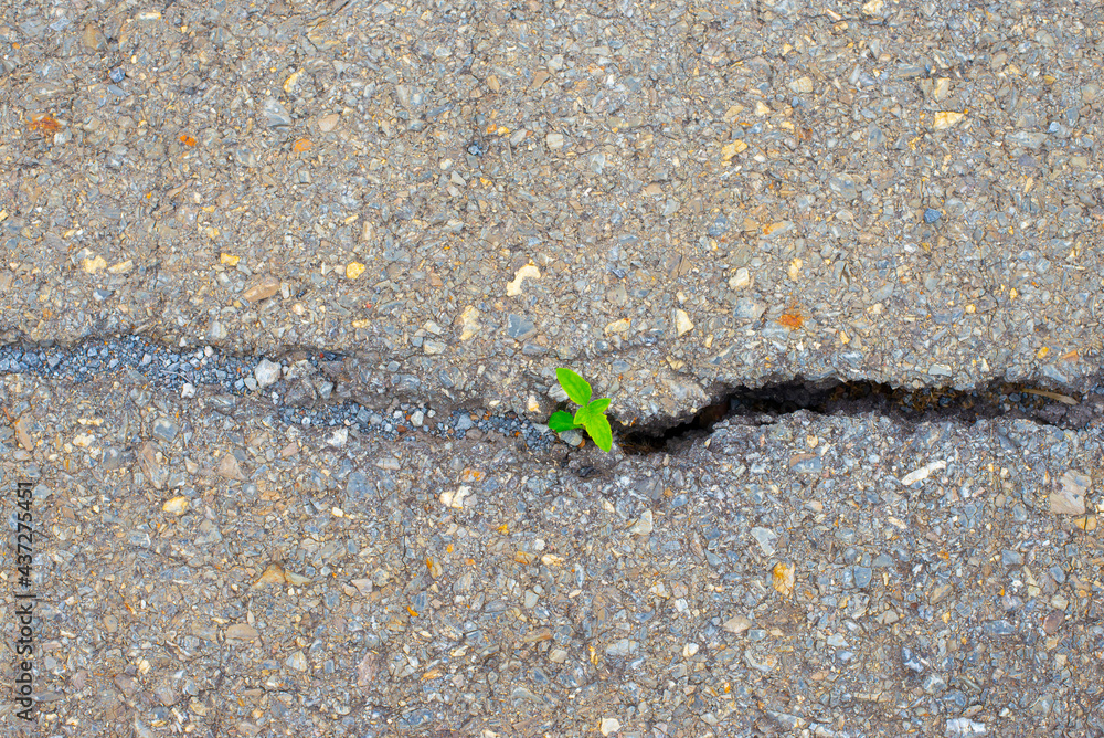 Trees growing on the surface of the concrete pavement cracks. Stock ...