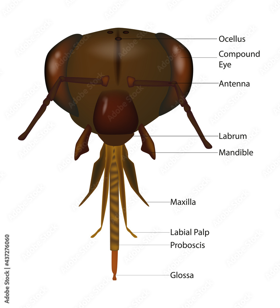 Illustration of the exterior anatomy of the head of a honey bee. Stock ...