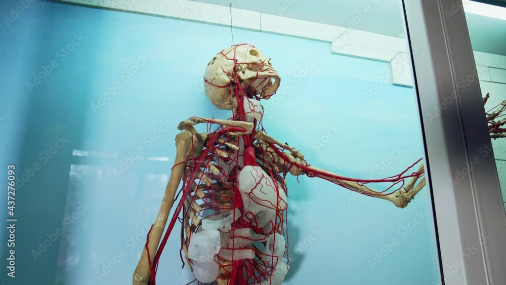 Skeleton In Medical Museum. Human skeleton model on display at medical ...
