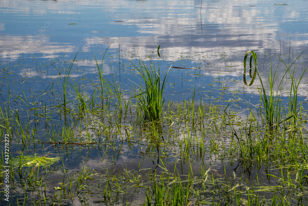 In the park by the lake grows water sedge grass (Carex flava aquatilis ...