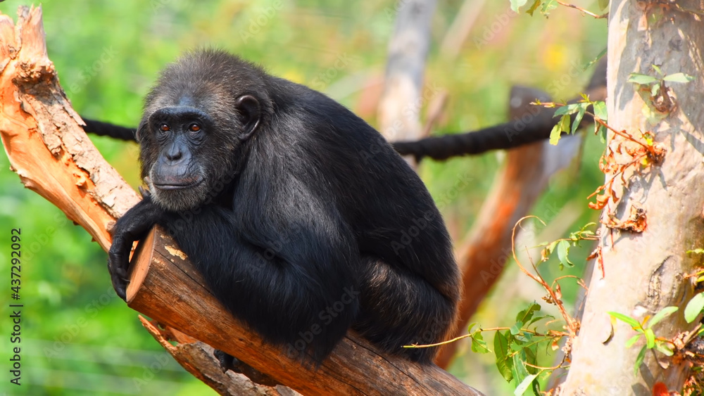animal, wildlife, wild, mammal, zoo, black, nature, forest, macaque ...